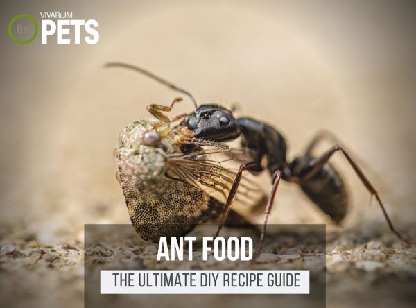 What Do Orchid Mantises Eat? | An Orchid Mantis Food Guide