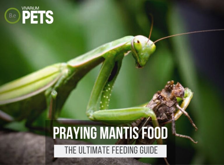 What Do Mantises Eat? | Best Mantis Food & Feeding Guide!