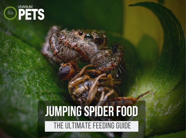 What Do Spiders Eat? | Best Spider Food & How-to Feed!