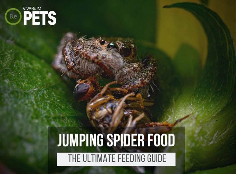 What Do Spiders Eat? | Best Spider Food & How-to Feed!