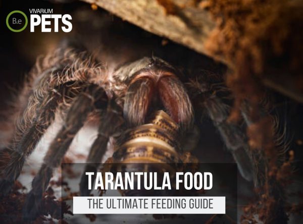 What Do Praying Mantises Eat? | Praying Mantis Food Guide!