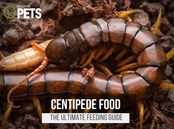 What Do Centipedes Eat? | Best Centipede Food & Feeding!