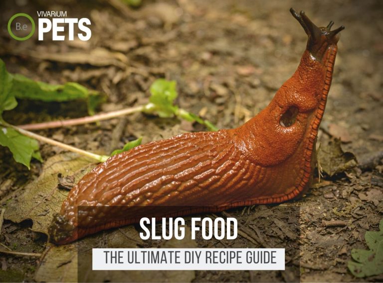 What Do Slugs Eat? + The Ultimate DIY Slug Food Recipe!