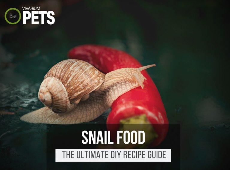 What Do Land Snails Eat? + Fun DIY Land Snail Food Recipe!