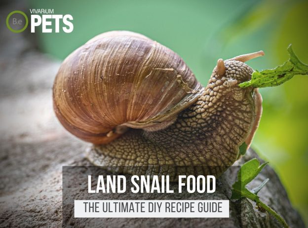 What Do Snails Eat? + The Ultimate DIY Snail Food Recipe!
